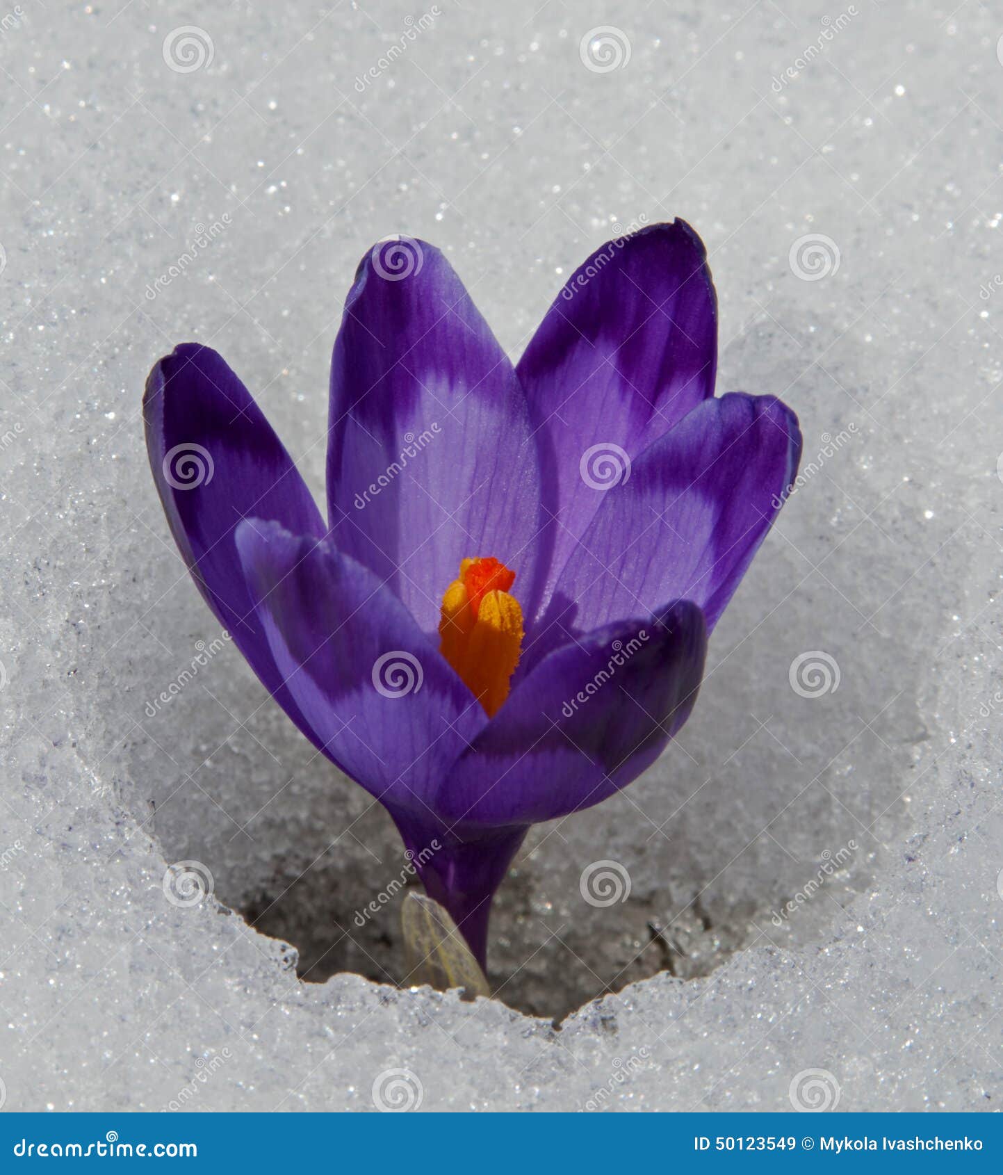 Violet crocs_close-up stock image. Image of outdoors - 50123549