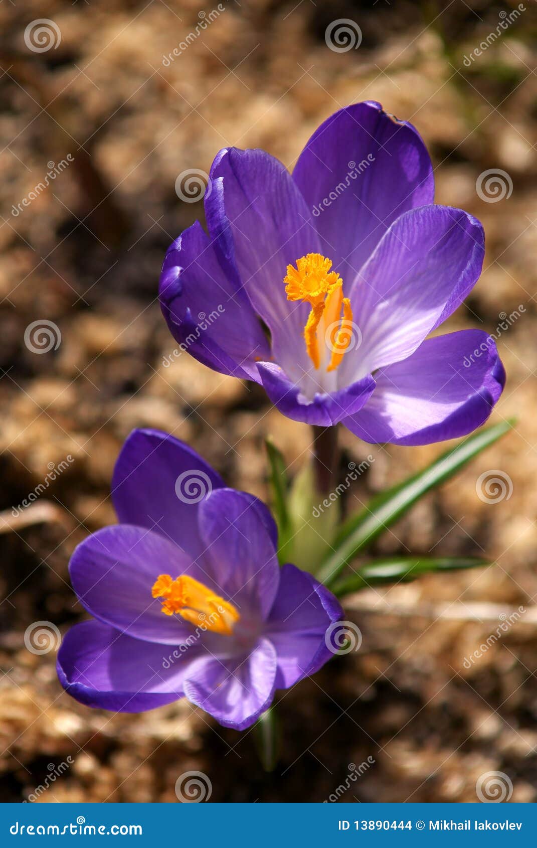 Violet crocus stock photo. Image of crocuses, leaves - 13890444