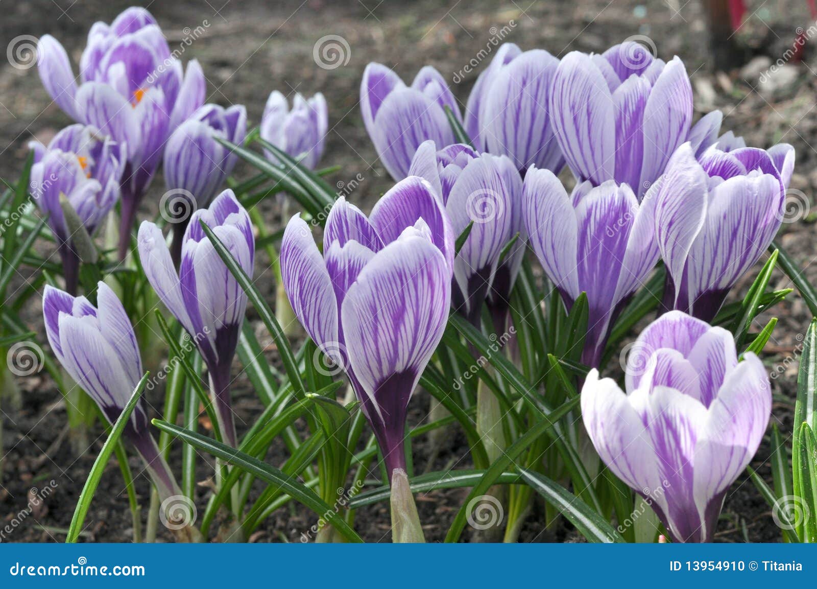 Violet crocus stock photo. Image of warm, sand, soil - 13954910