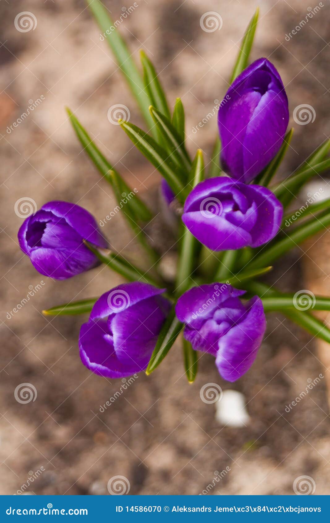 Violet crocus stock photo. Image of botanic, field, beauty - 14586070
