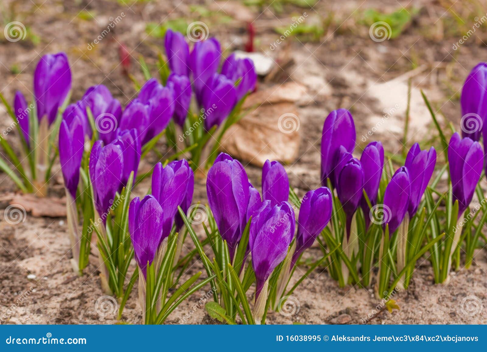 Violet crocus stock image. Image of life, freshness, gardening - 16038995