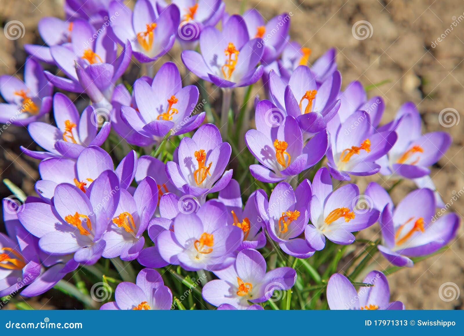 Violet crocus stock image. Image of beauty, garden, bloom - 17971313