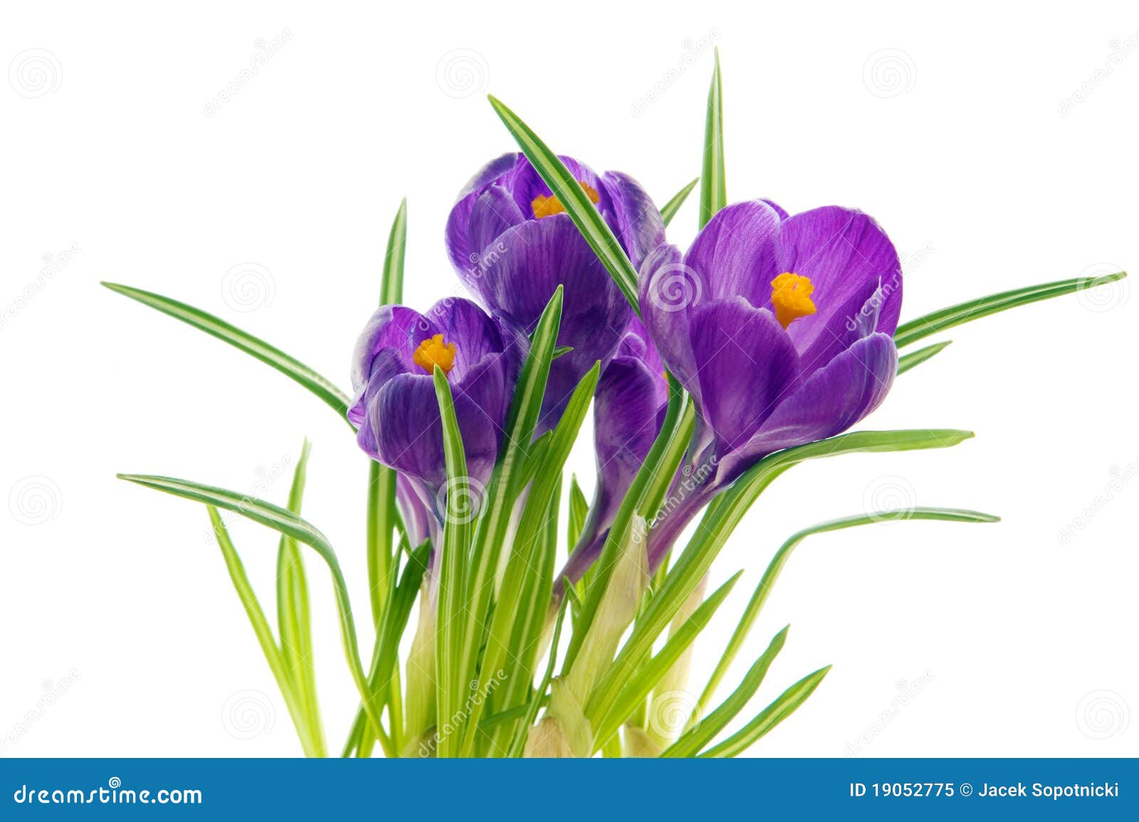 Violet crocus stock image. Image of white, garden, beautiful - 19052775