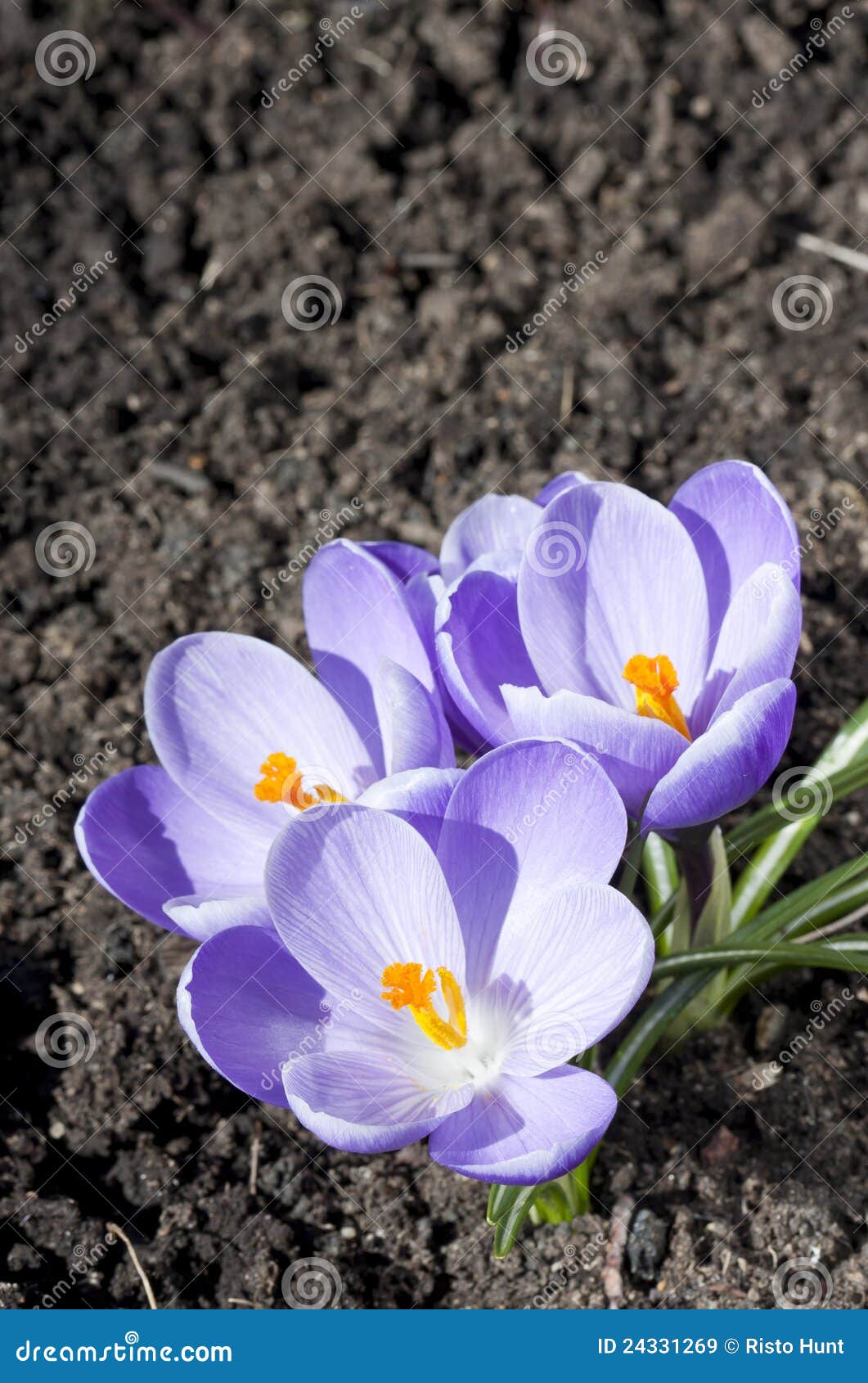 Violet crocus stock image. Image of grow, crocus, pistil - 24331269