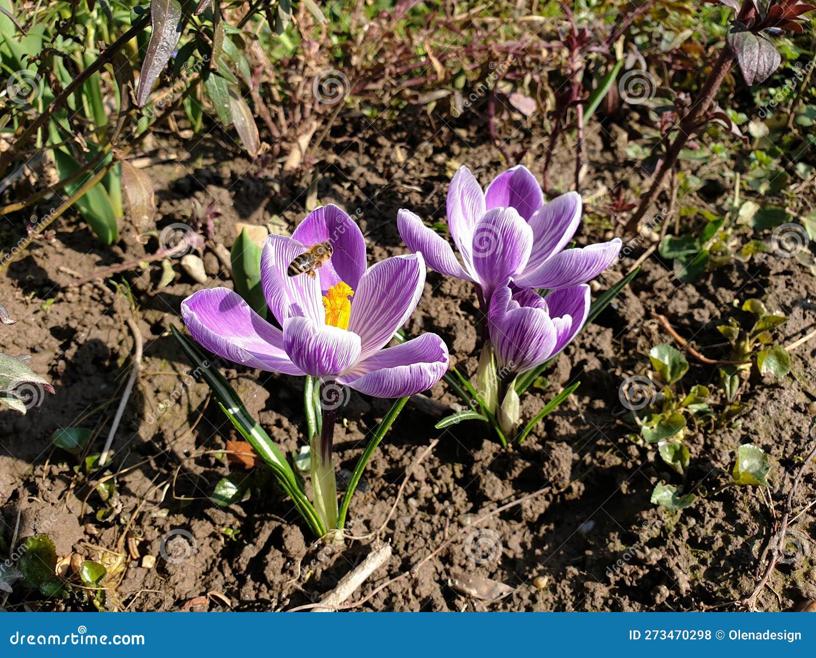 Violet Crocus and Bee at Spring - Flowers Stock Photo - Image of crocus ...