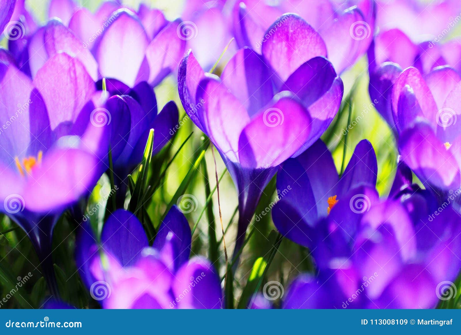 Violet Crocus Bloom Bright in Sunlight Stock Image - Image of ...