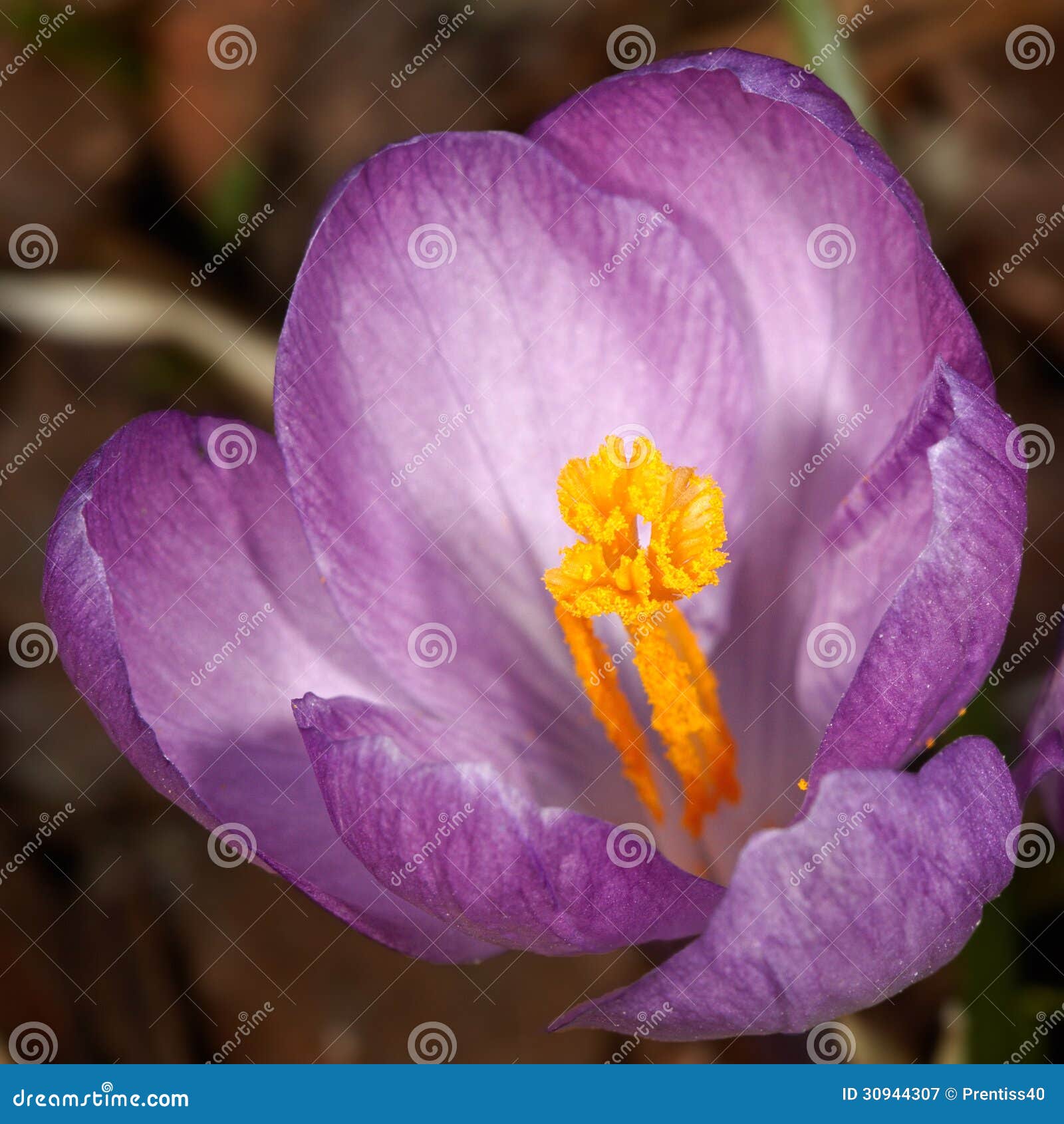 Violet crocus bud stock image. Image of garden, crocus - 30944307
