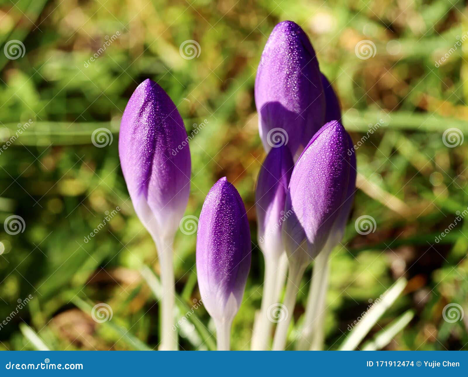 Violet crocus buds stock photo. Image of flora, color - 171912474