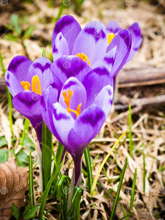 Spring crocus flowers stock photo. Image of delicate - 19032244