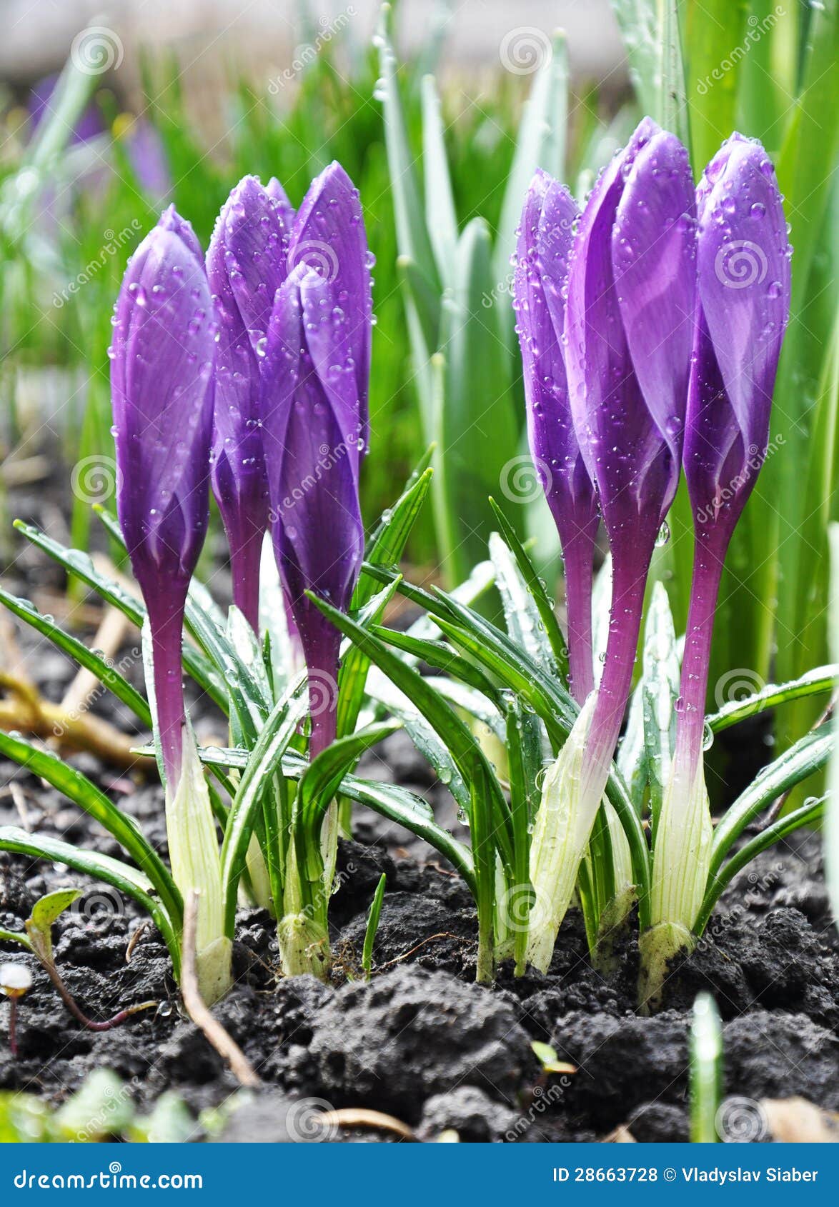 Violet crocus flowers stock photo. Image of closeup, blossom - 28663728