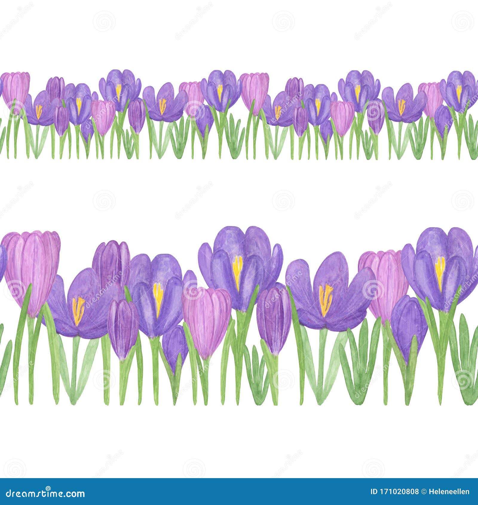 Violet Crocus Flowers Horizontal Border Repeat Pattern, Hand Drawn ...