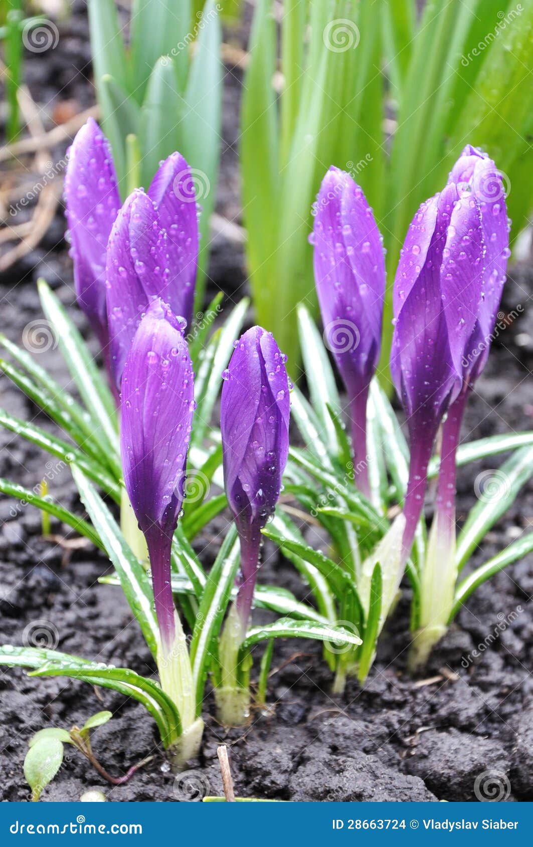 Violet Crocus Flowers in Soil Stock Photo - Image of ground, water ...