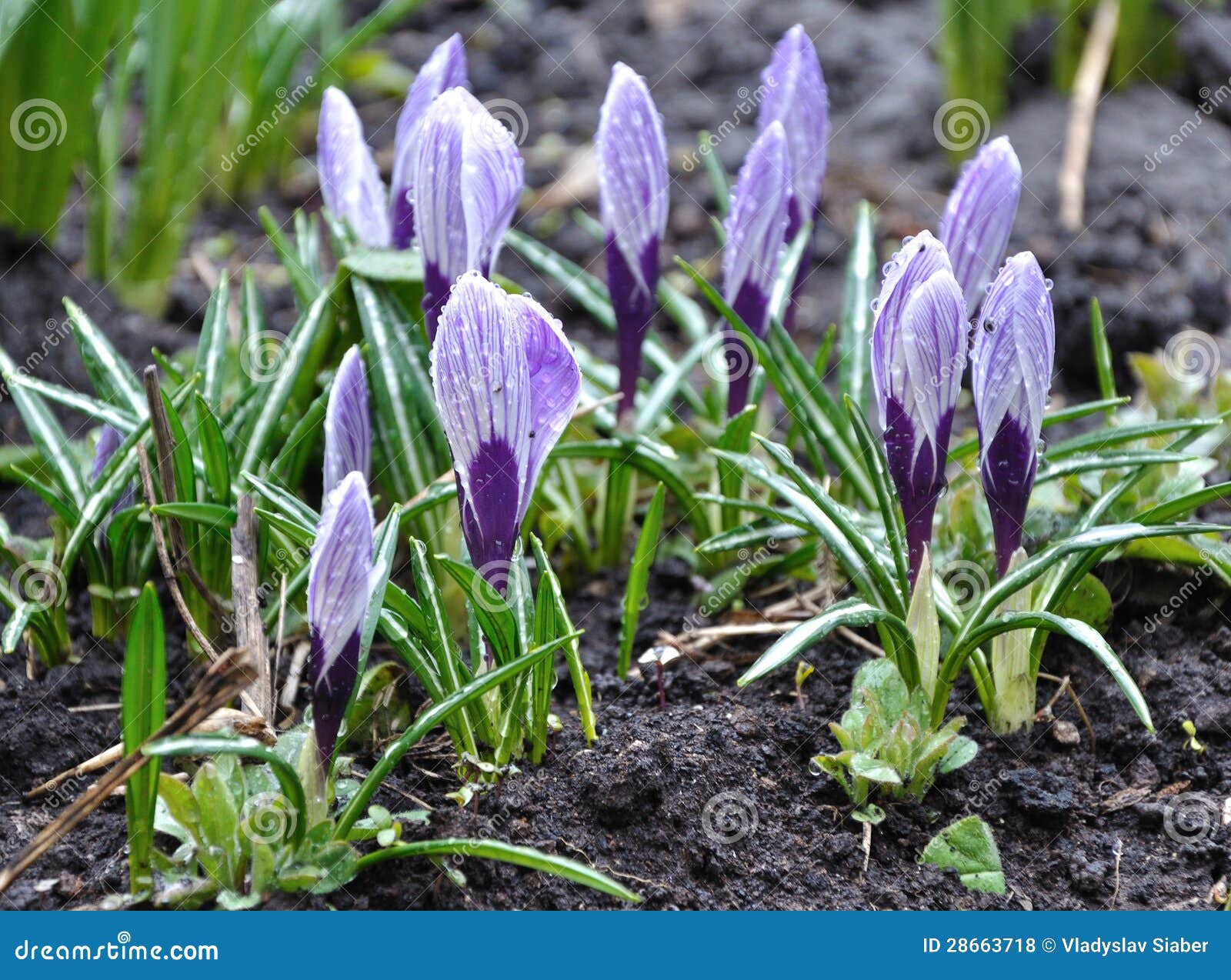 Violet Crocus Flowers with Water Drops in the Soil Stock Photo - Image ...
