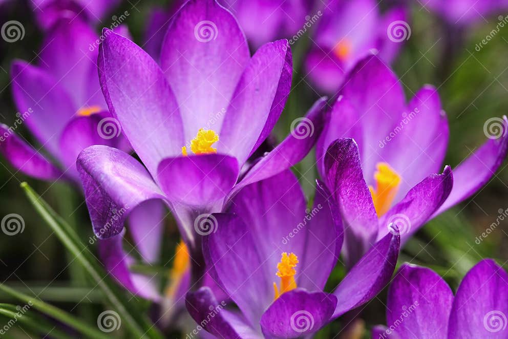 Crocus Tommasinianus `Ruby Giant` Stock Photo - Image of bloom, flower ...