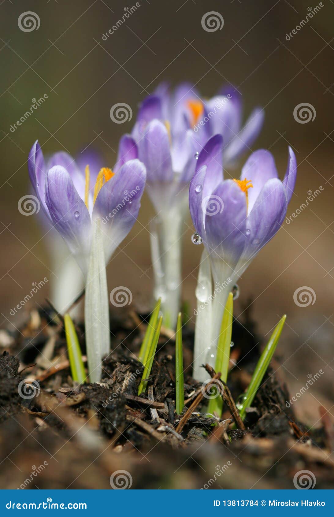 Violet crocuses stock photo. Image of spring, plant, violet - 13813784