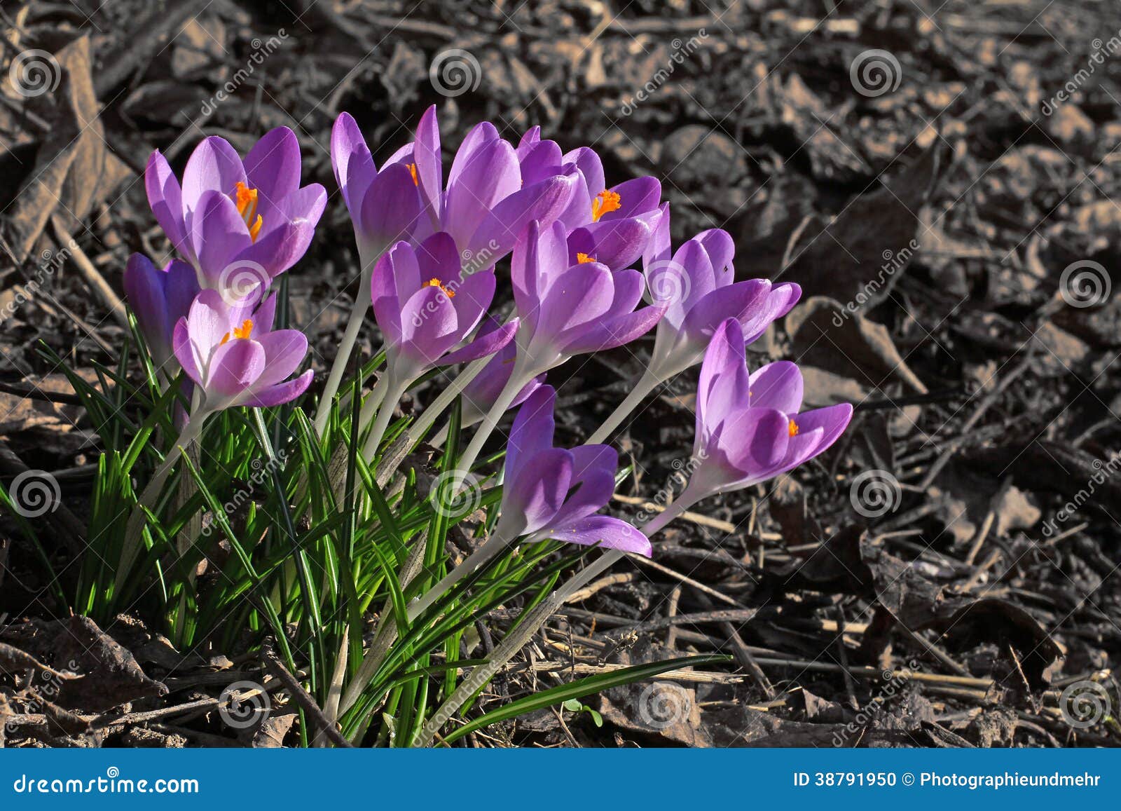 Violet crocuses stock photo. Image of april, bottom, flowering - 38791950