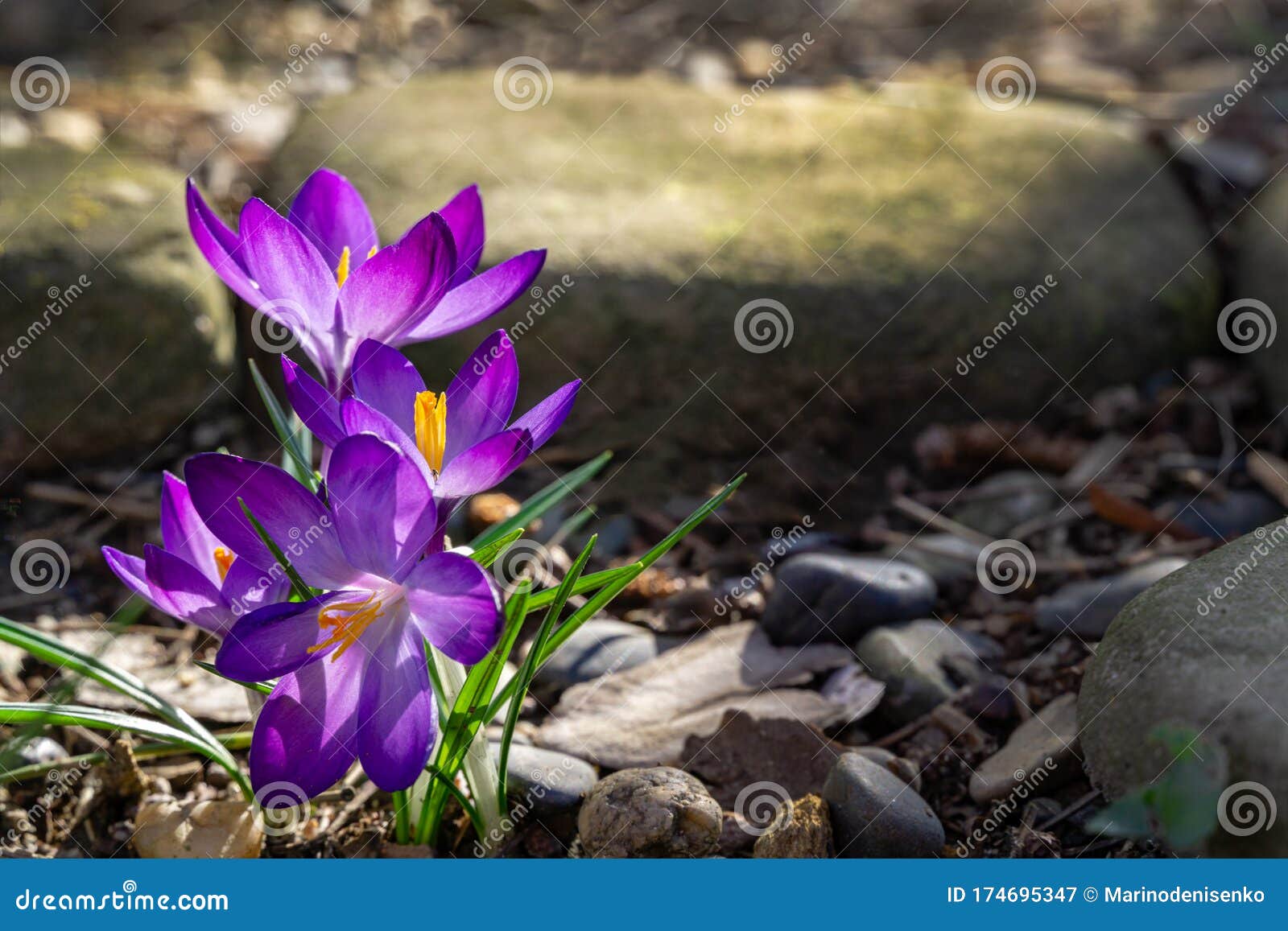 Violet Crocuses in Early Spring Garden. Close-up Flowering Crocuses ...