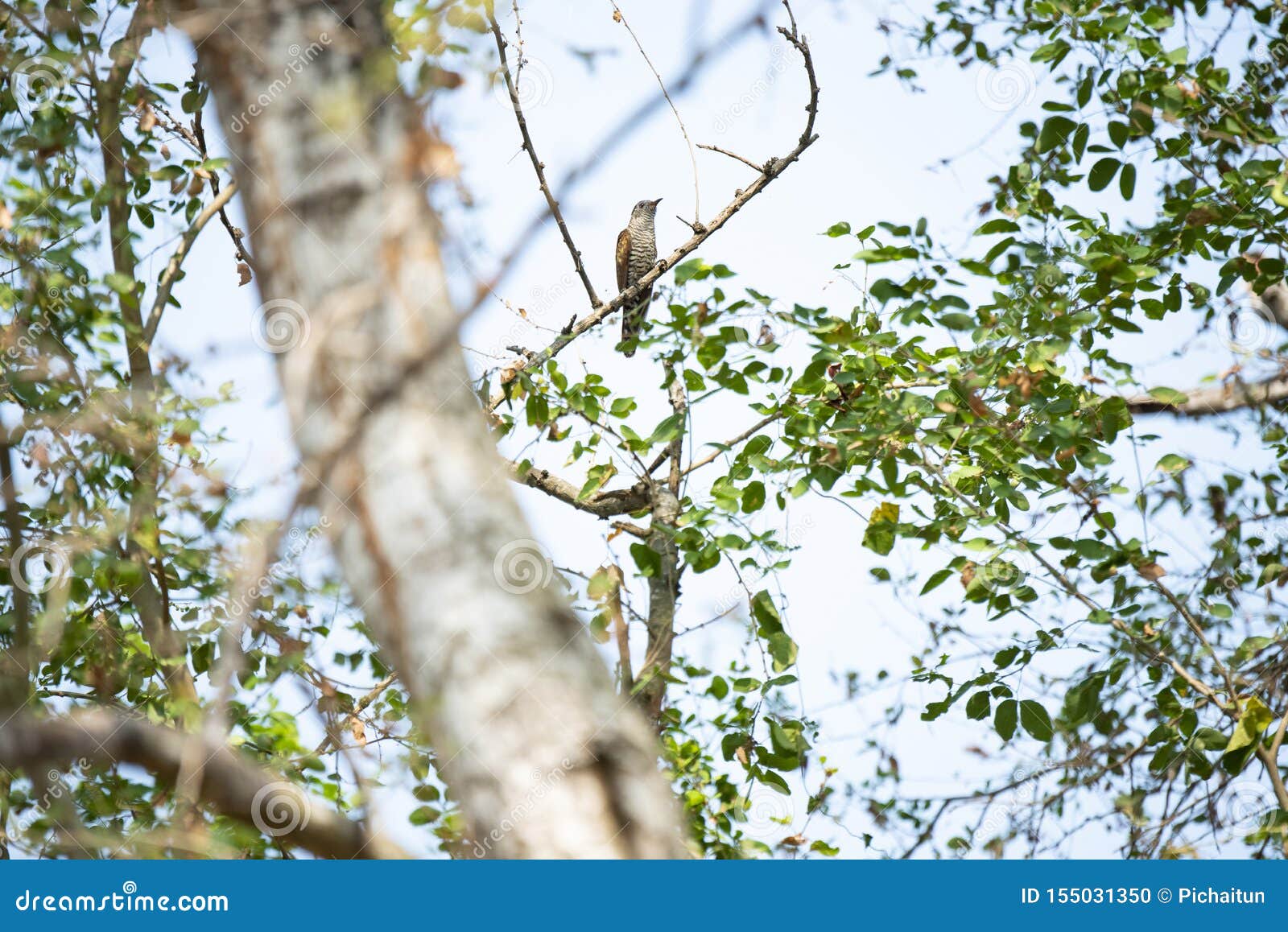 Violet cuckoo stock photo. Image of female, animal, tree - 155031350