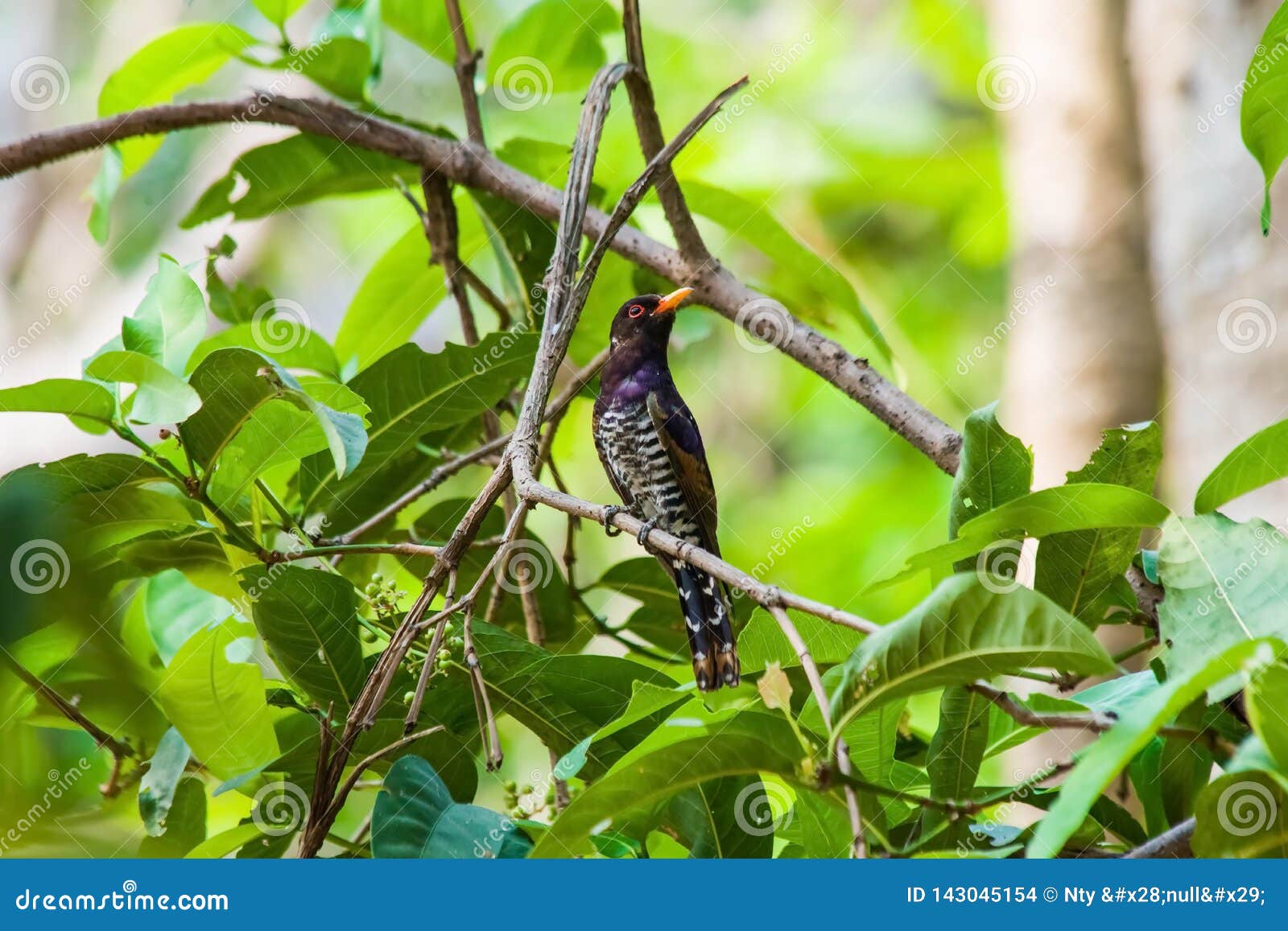 Violet Cuckoo stock photo. Image of closeup, wildlife - 143045154