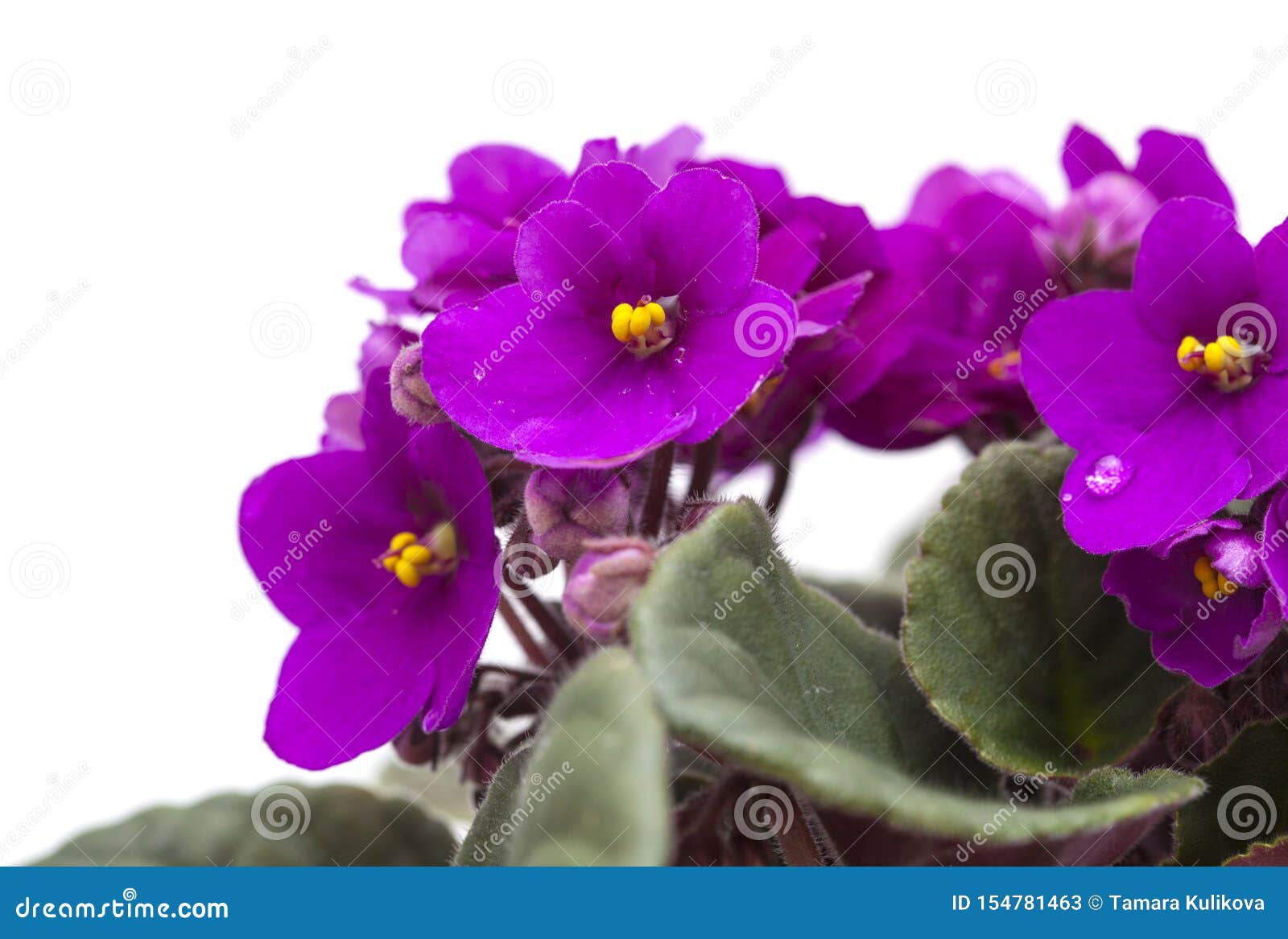 Violet d'Afrique violette image stock. Image du batteries - 154781463