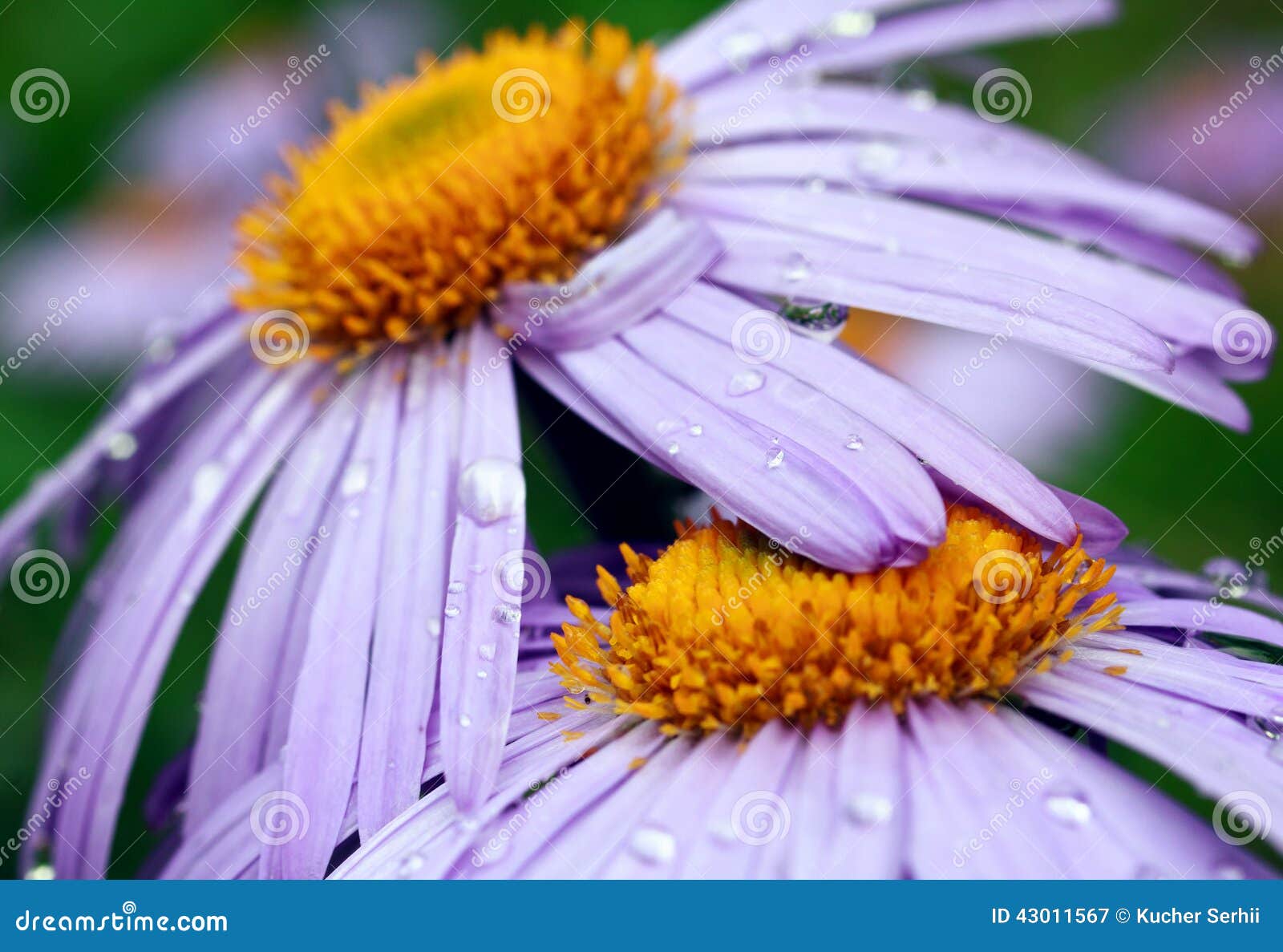 Violet Daisies with Rain Drops Stock Image - Image of beauty, flowers ...