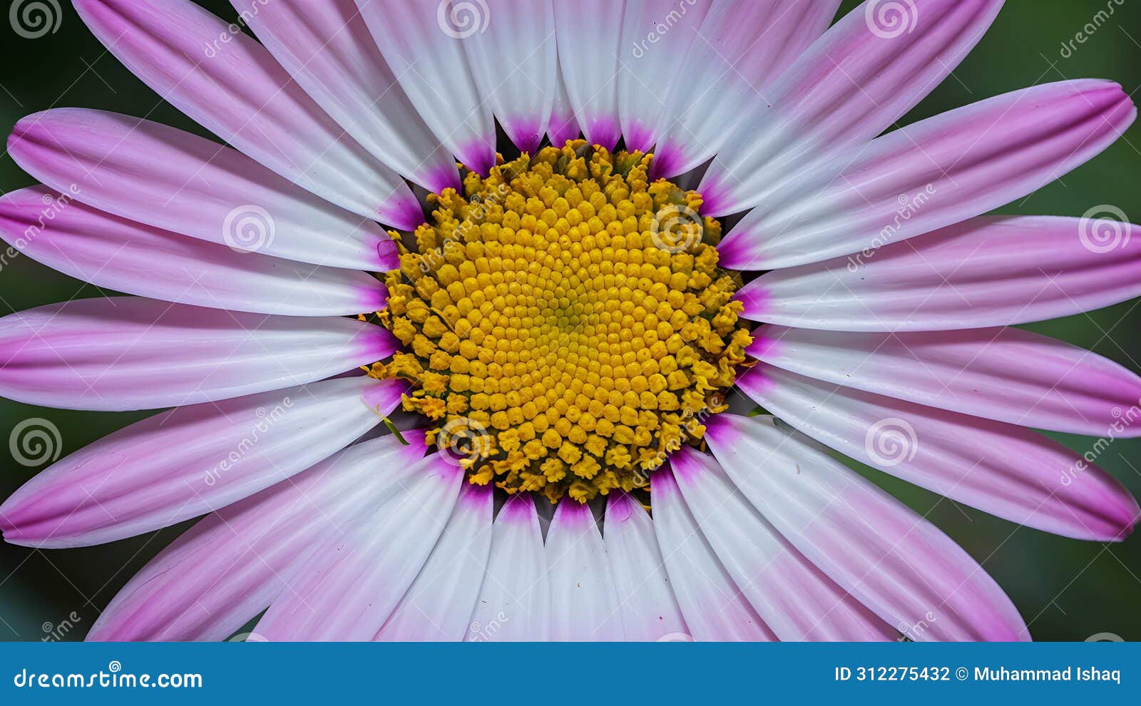 Violet Daisy Flower Center with Yellow Anthers, Abstract Background ...