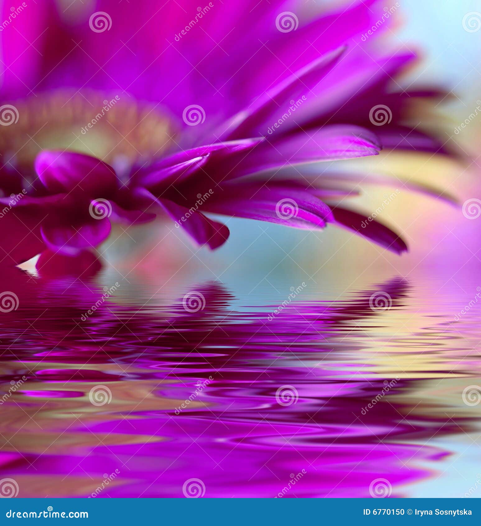 Violet daisy-gerbera stock photo. Image of flowers, fresh - 6770150