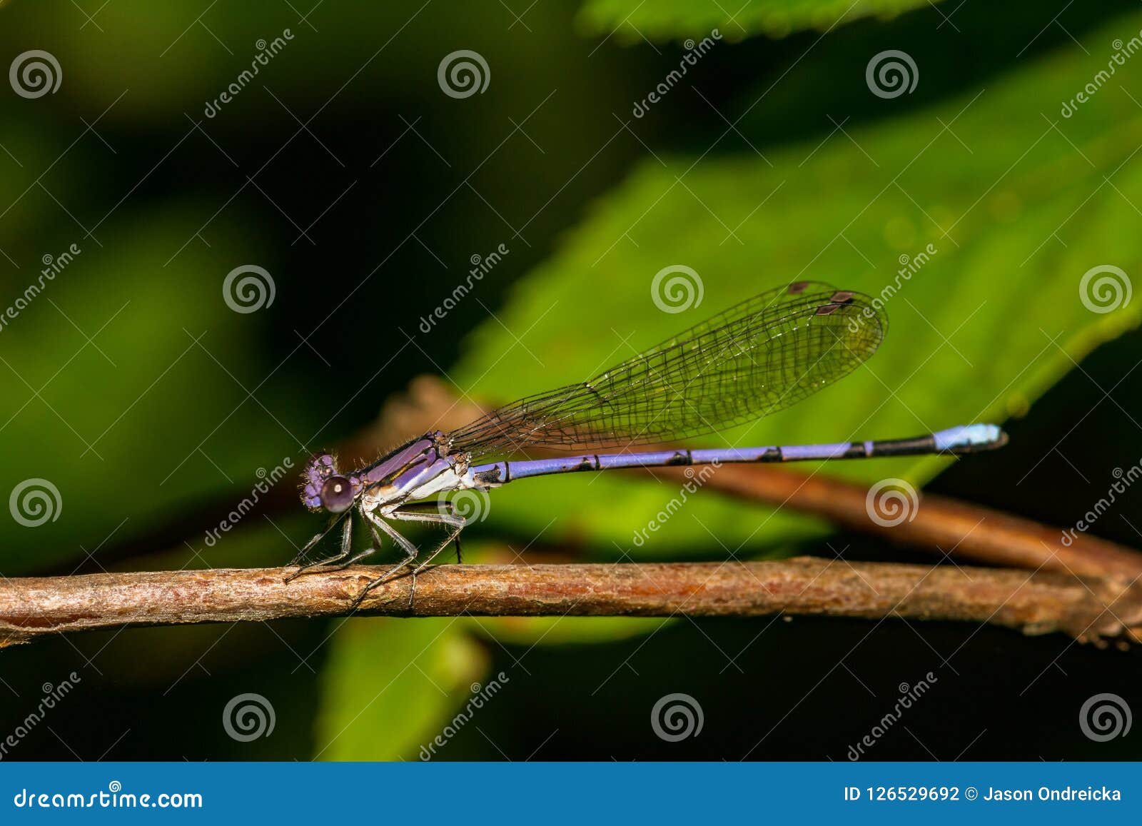 Violet Dancer Damselfly stock photo. Image of cape, colorful - 126529692