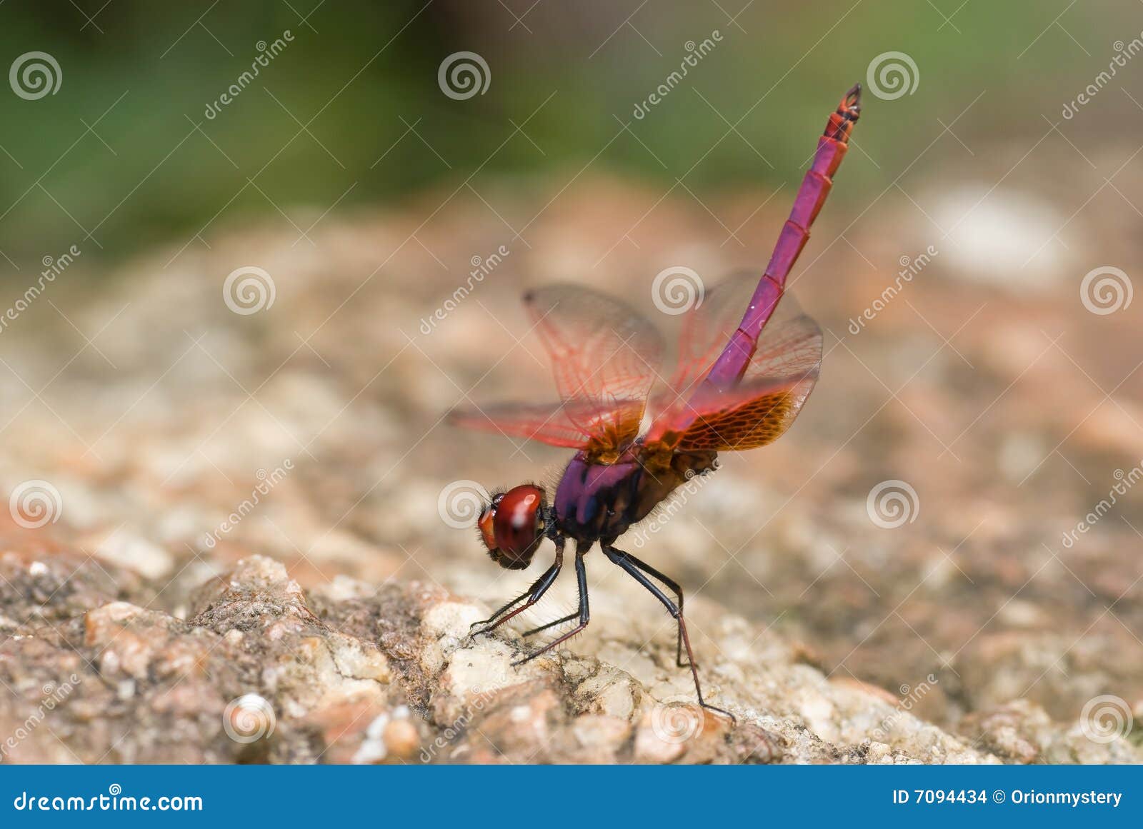 Violet darter dragonfly stock photo. Image of animal, closeup - 7094434