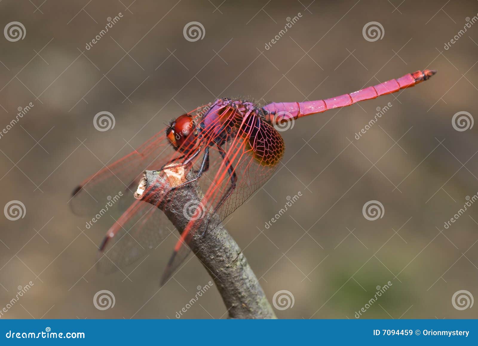 Violet darter dragonfly stock image. Image of dragonfly - 7094459