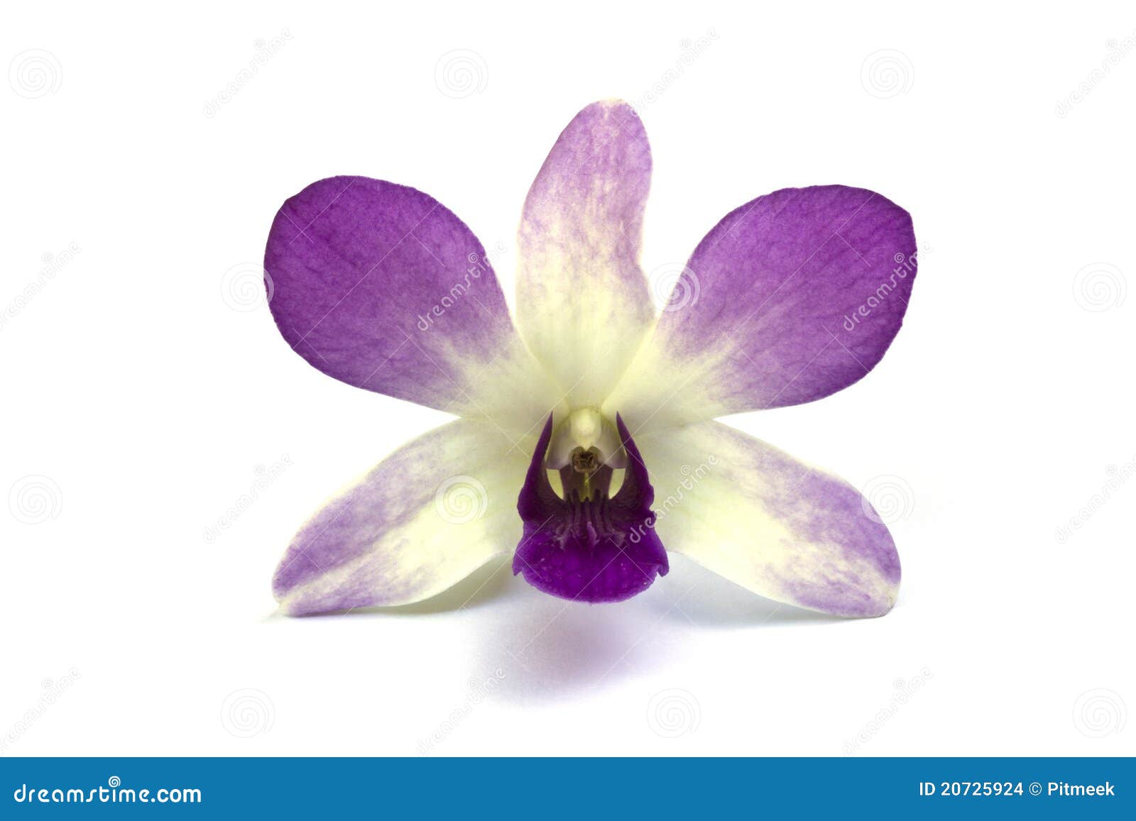 3,172 Violet Dendrobium Stock Photos - Free & Royalty-Free Stock Photos ...
