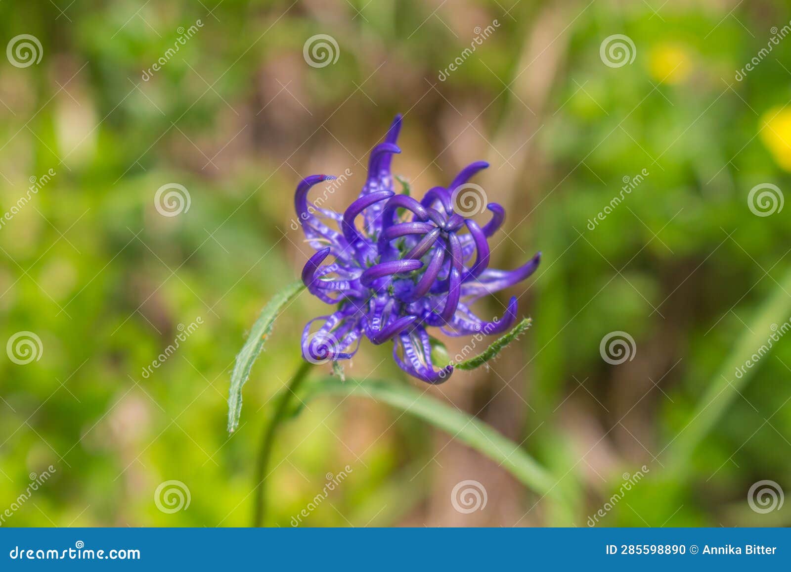 Violet devils claw flower stock photo. Image of plants - 285598890
