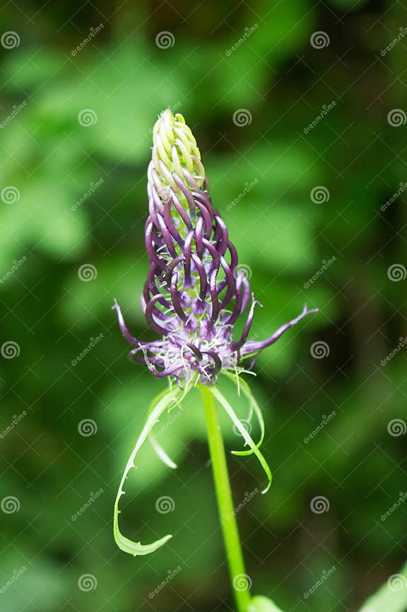 Violet devils claw flower stock image. Image of summer - 285598947