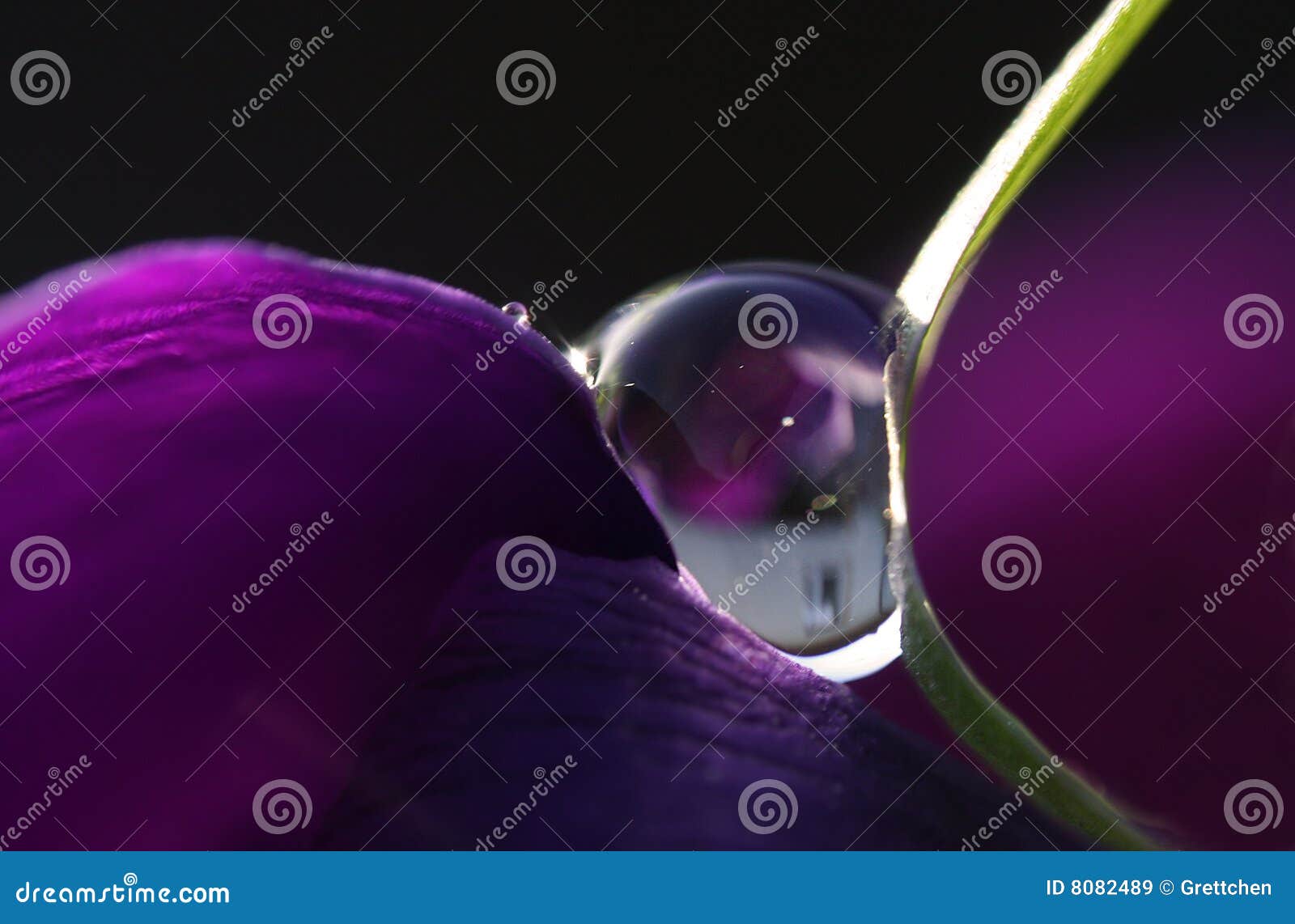 Violet drop stock image. Image of biotanical, seated, biology - 8082489