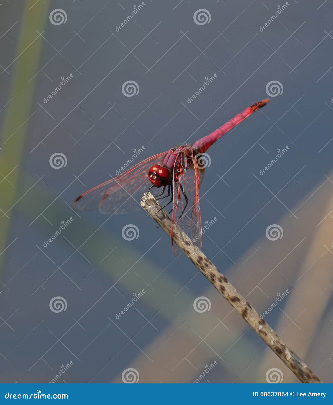 Violet Dropwing stock photo. Image of common, animal - 60637064