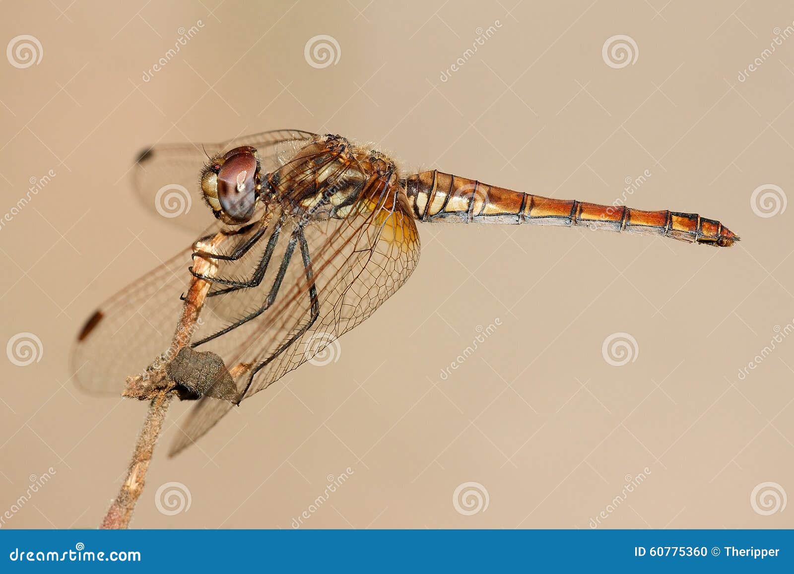 Violet dropwing stock photo. Image of colorful, purple - 60775360