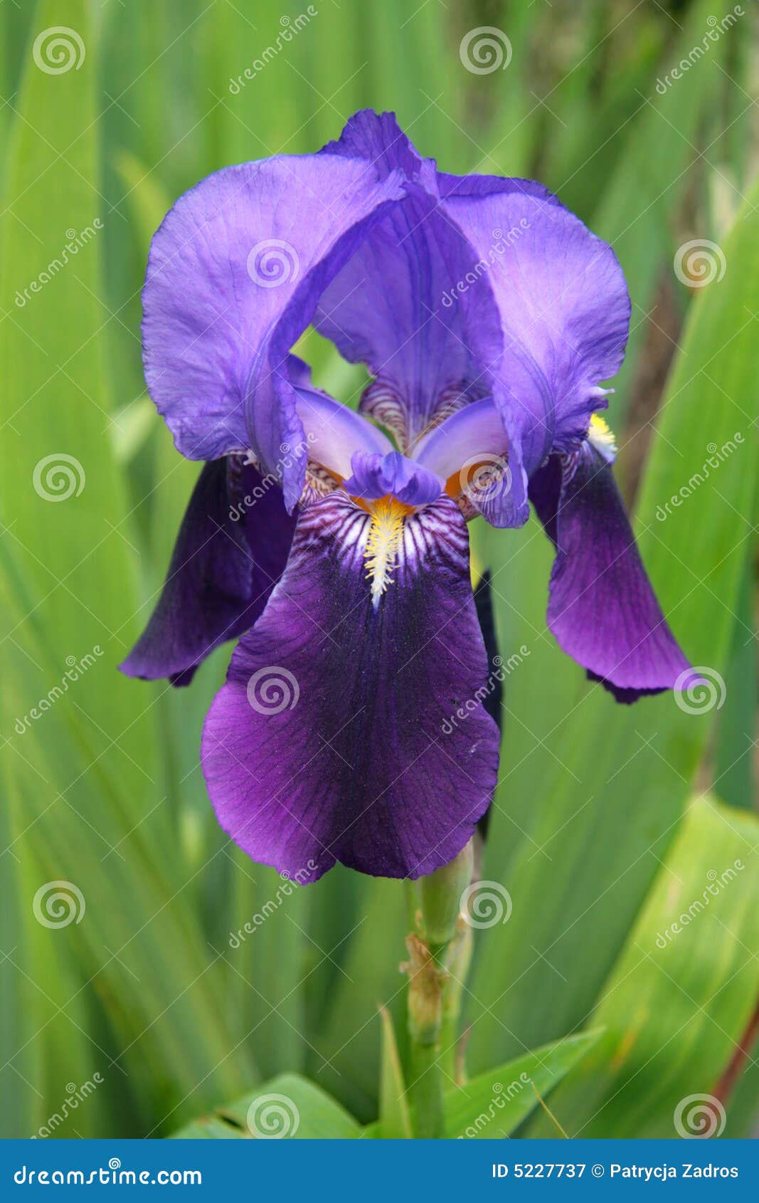 Violet Dwarf Iris Royalty-Free Stock Image | CartoonDealer.com #14013838