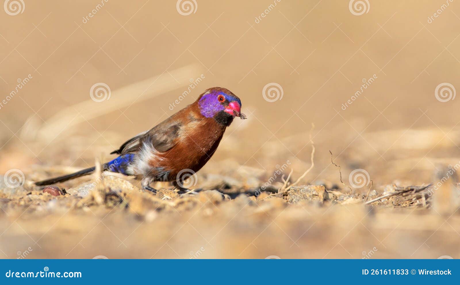 Violet eared Waxbill stock image. Image of flying, nature - 261611833