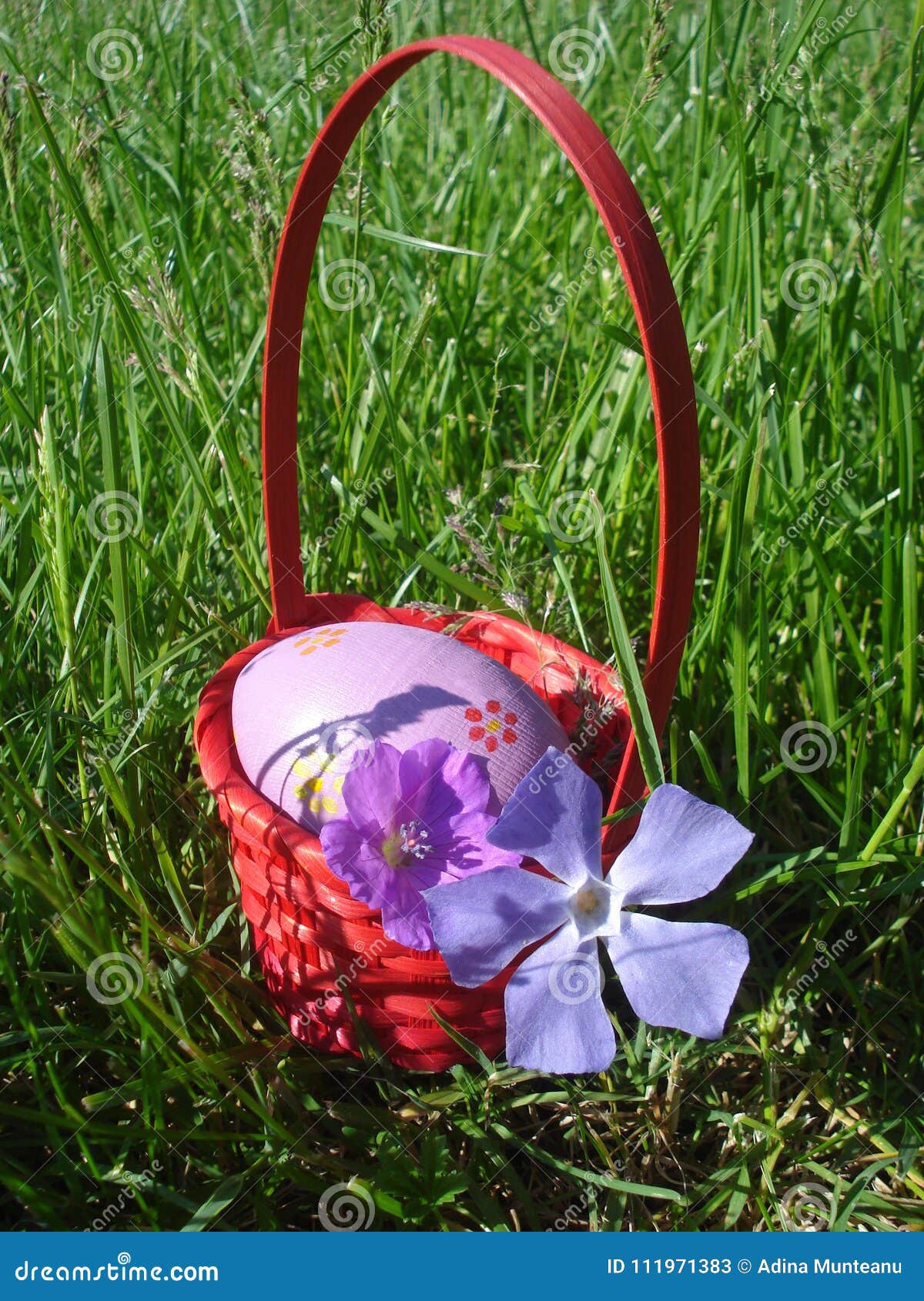 Violet Easter Egg and Violet Spring Flowers in Red Wicker Basket Stock ...