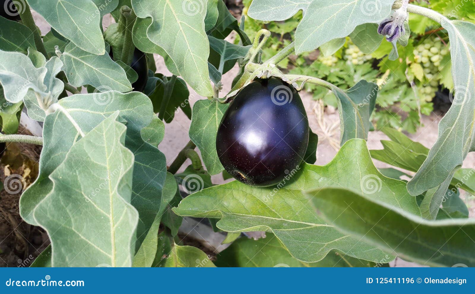 Violet Eggplant Fruit in Garden Stock Photo - Image of nature ...
