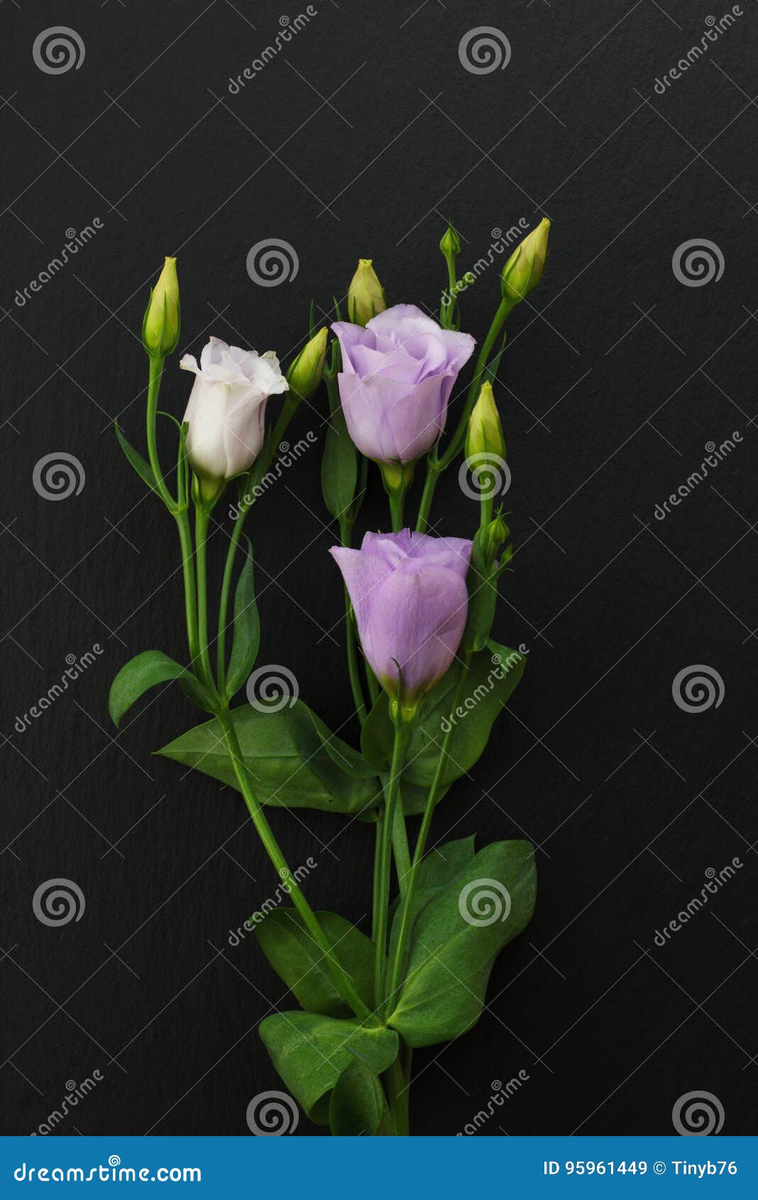 Violet Eustoma Flowers on Black Stone Background Stock Image - Image of ...