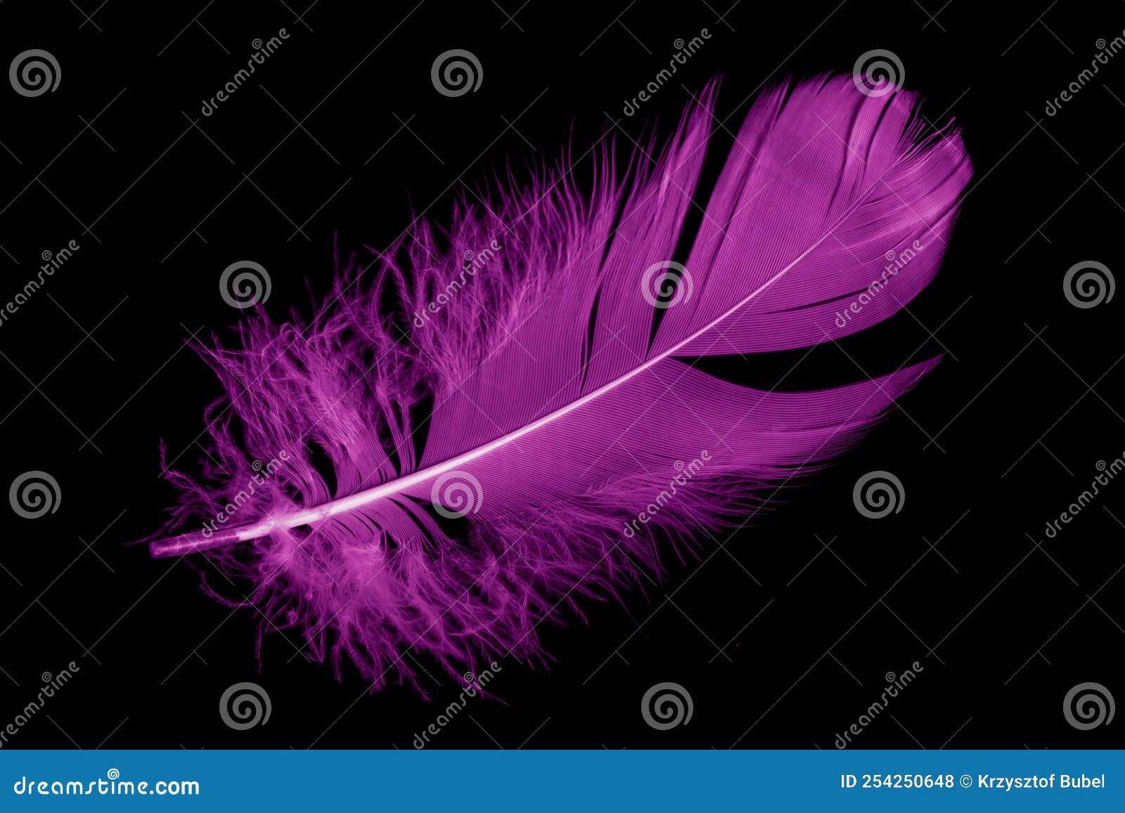 Violet Feather Goose on a Black Isolated Background Stock Photo - Image ...