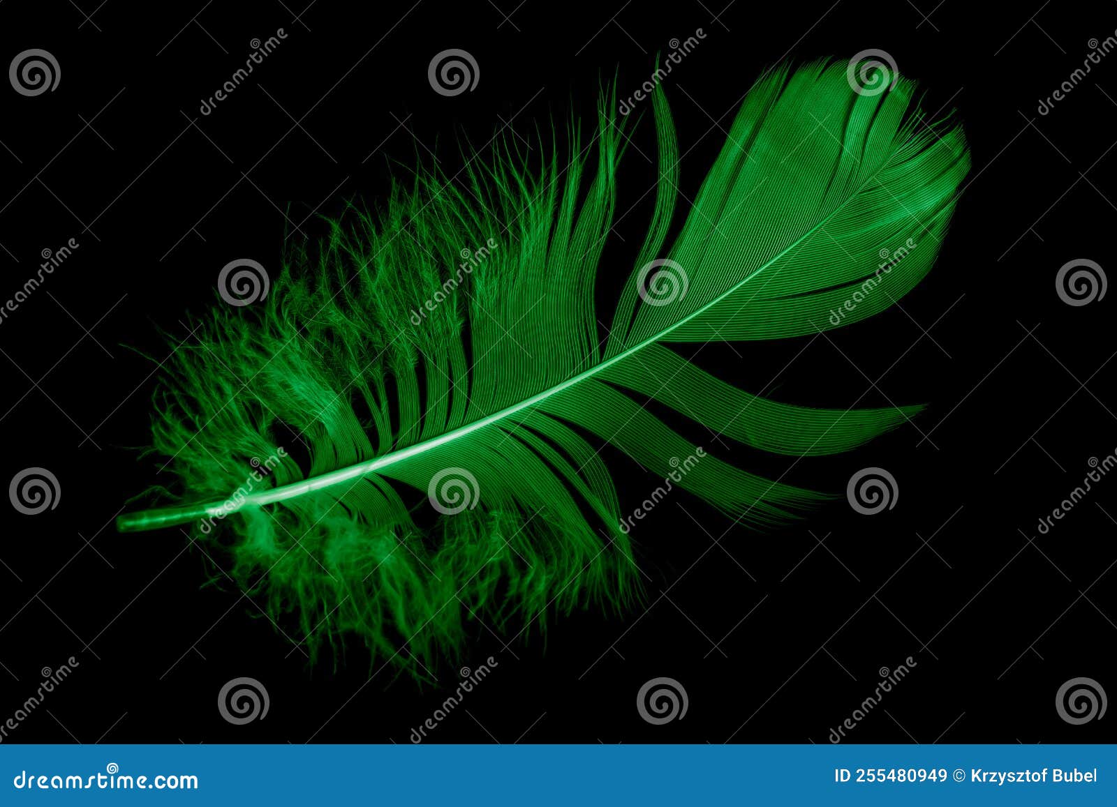 Violet Feather Goose on a Black Isolated Background Stock Image - Image ...