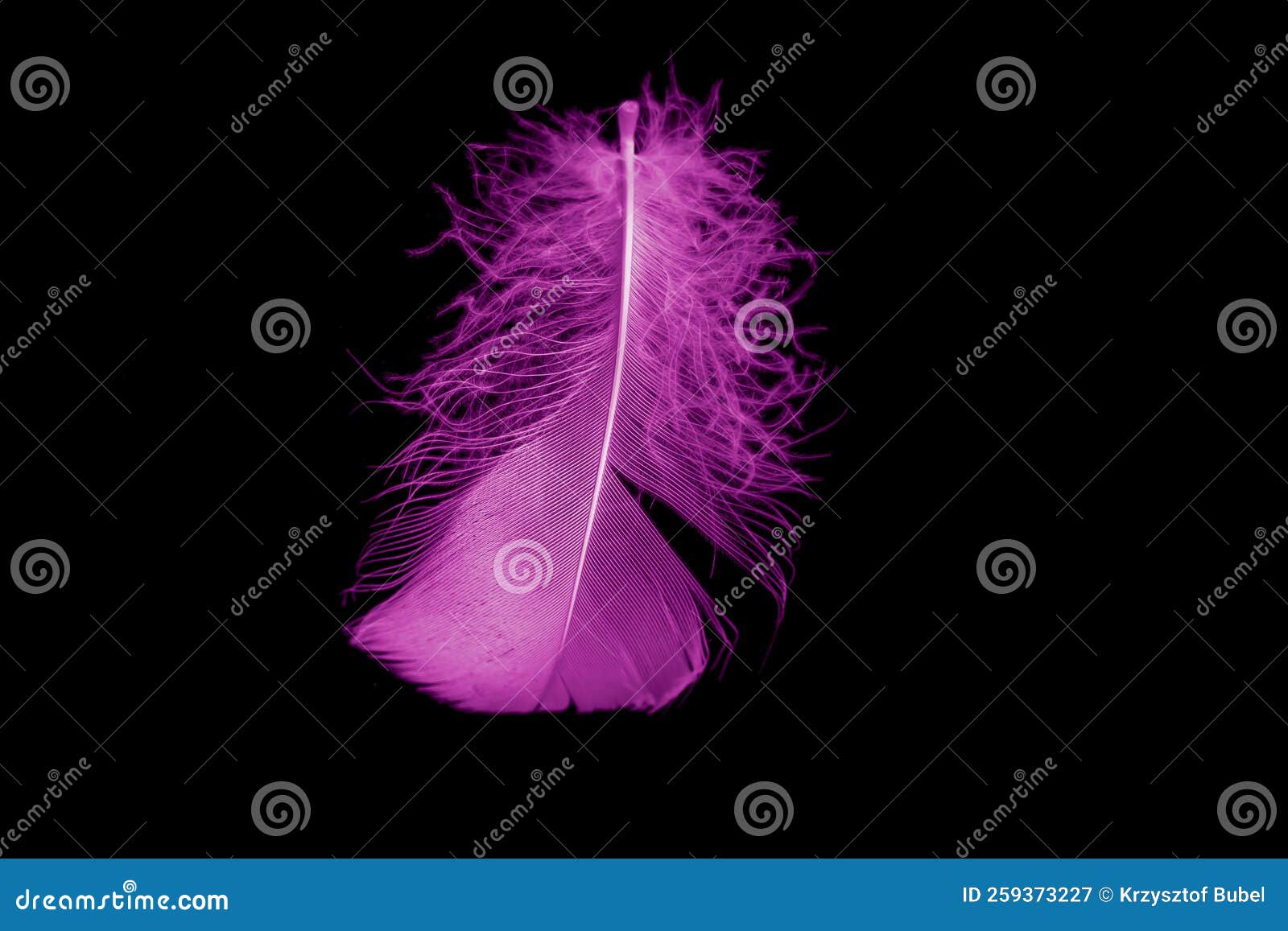 Violet Feather Goose on a Black Isolated Background Stock Image - Image ...