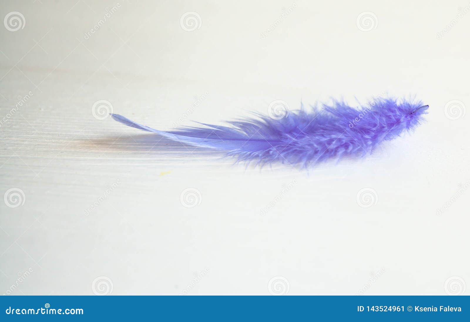 Violet Feather Isolated on White Stock Image - Image of gravity, breath ...