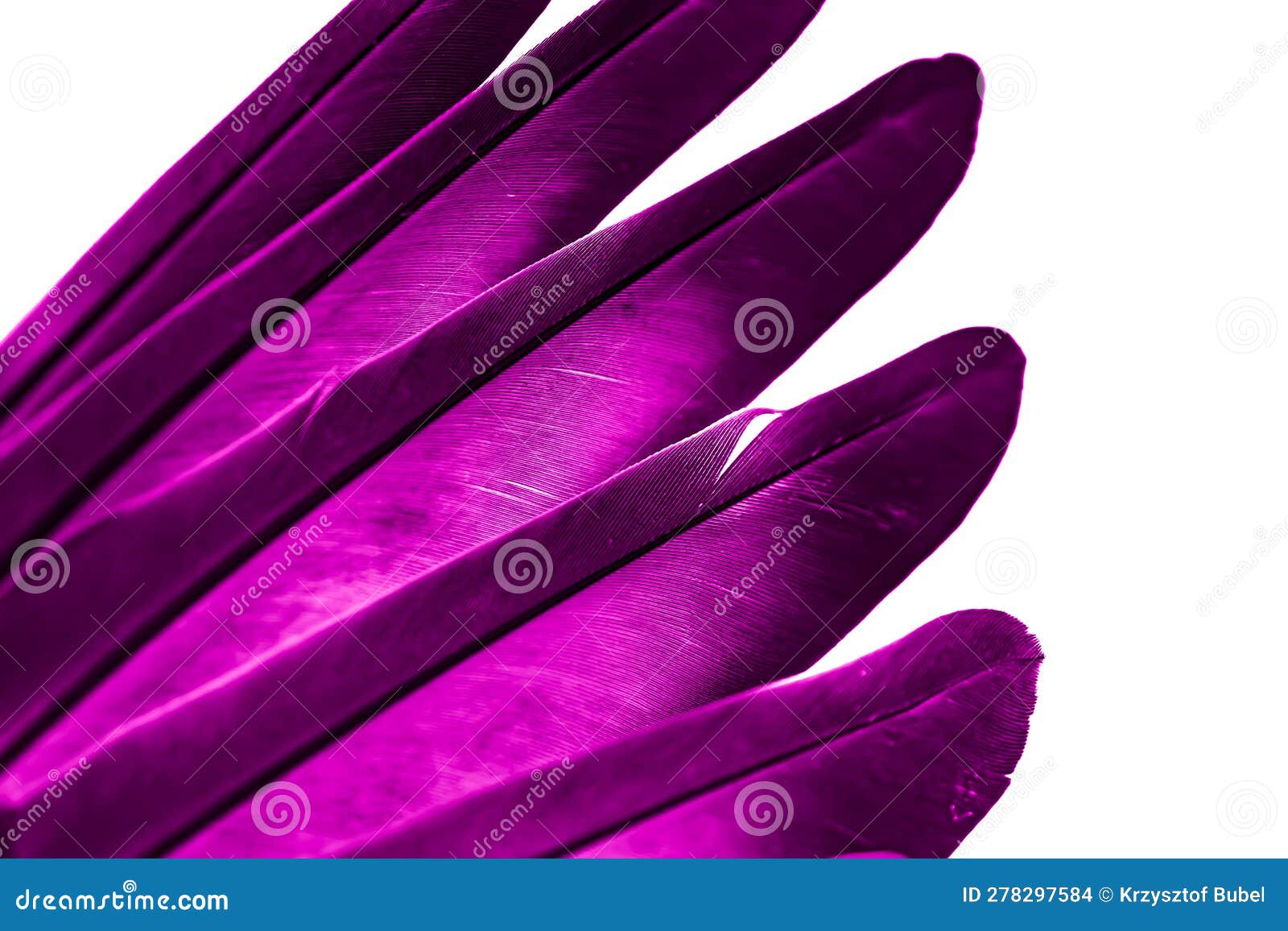 Violet Feather Pigeon Macro Photo. Texture or Background Stock Photo ...