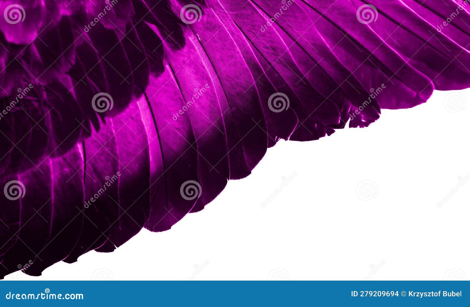 Violet Feather Pigeon Macro Photo. Texture or Background Stock Photo ...