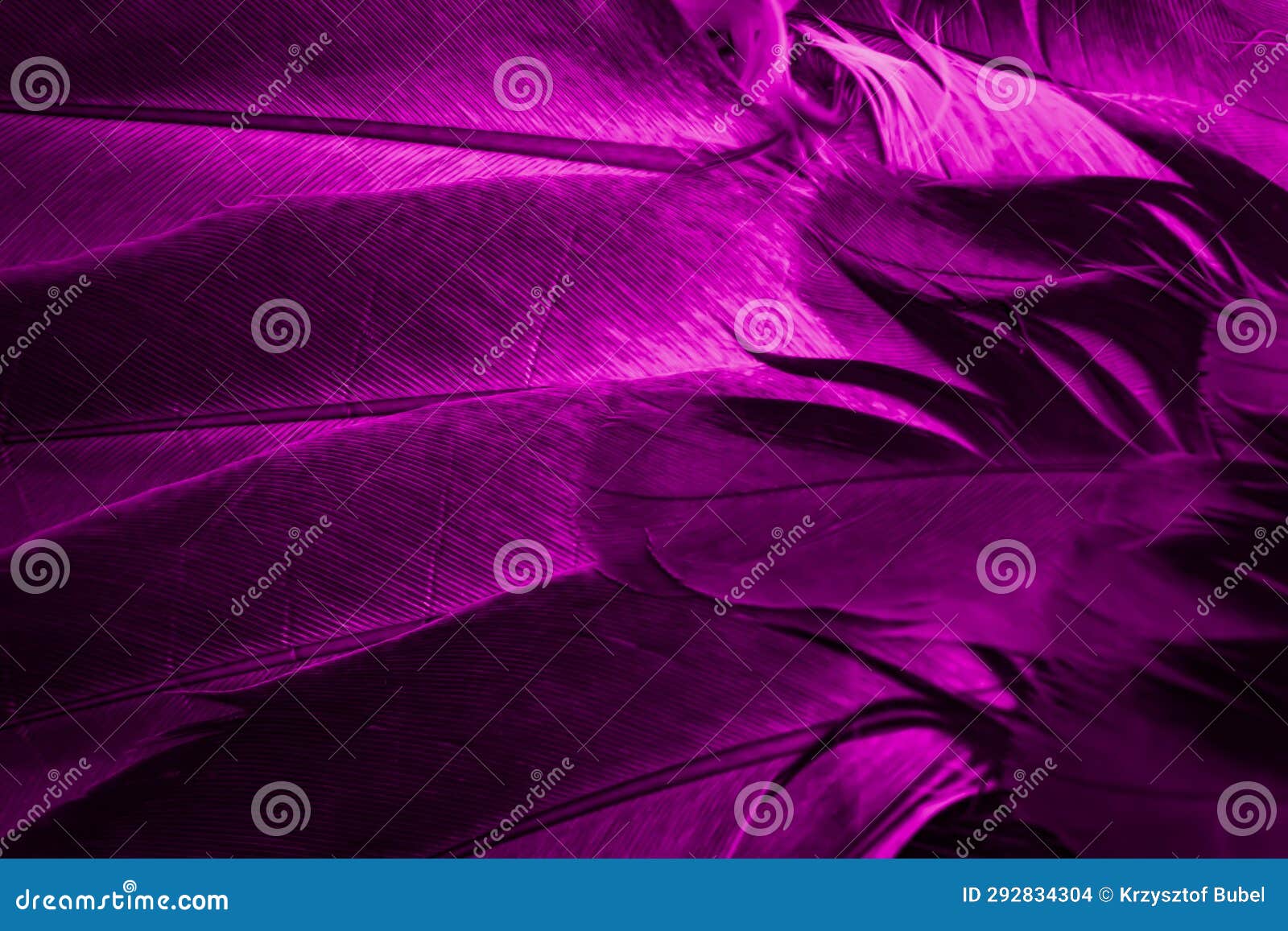 Violet Feather Pigeon Macro Photo. Texture or Background Stock Photo ...
