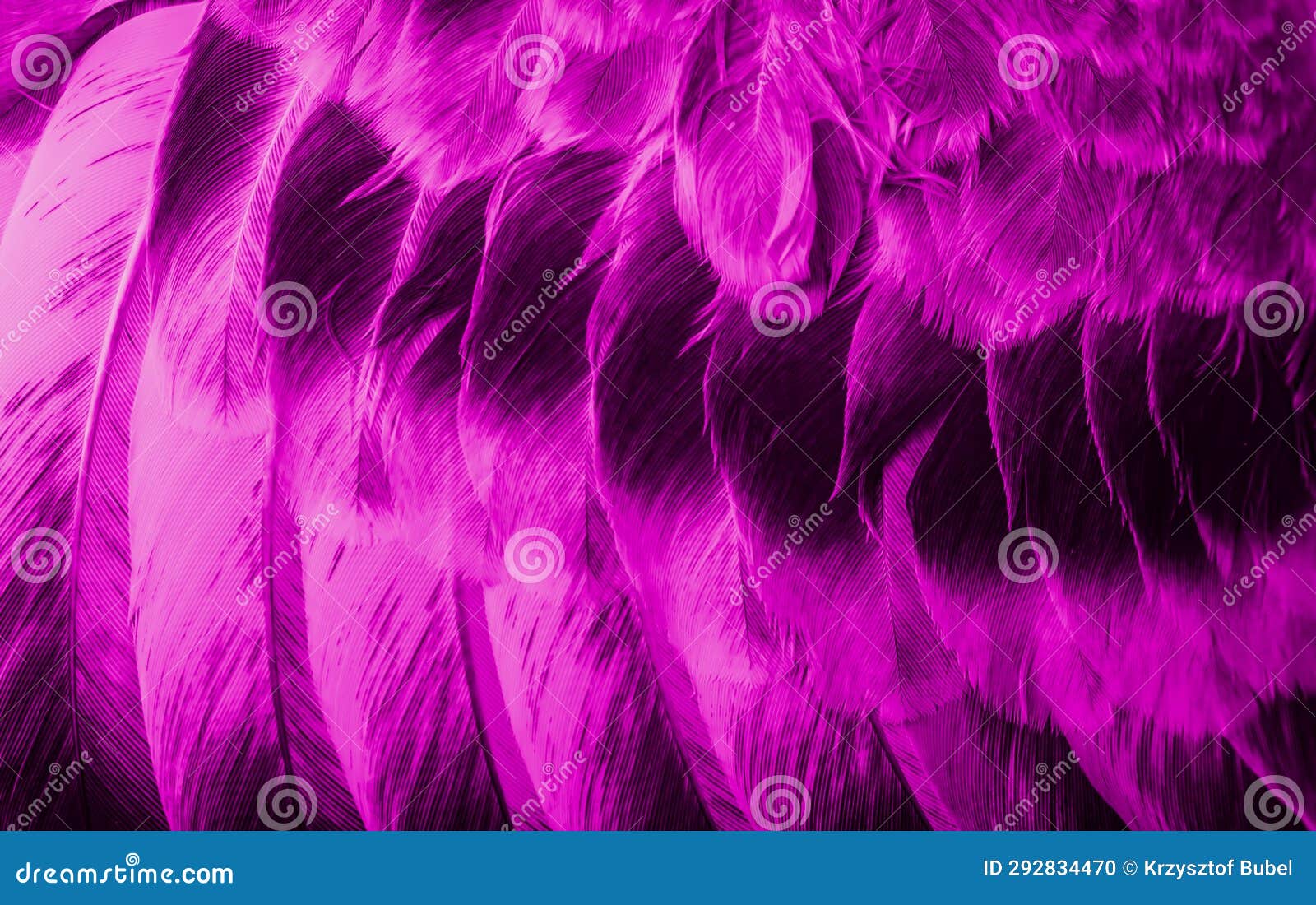 Violet Feather Pigeon Macro Photo. Texture or Background Stock Photo ...