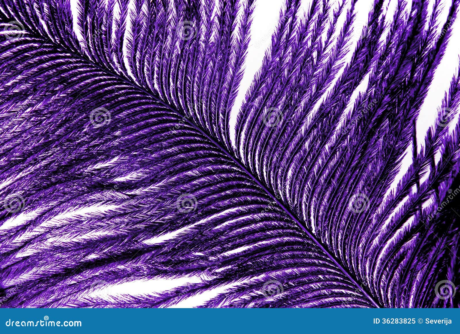 Violet Feather Plumage Texture Stock Image - Image of macro, bird: 36283825